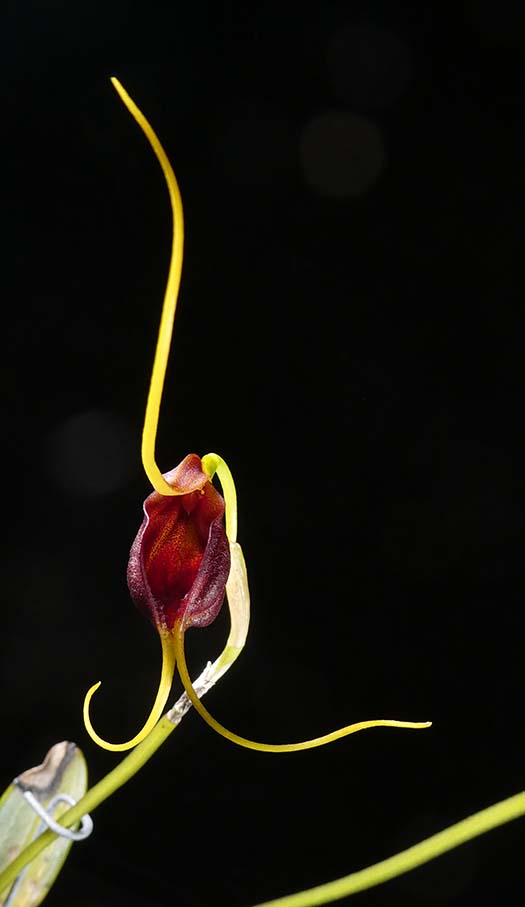 Southern California Orchid Species Society 05-23