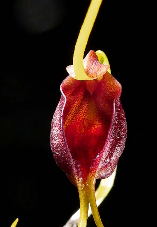 Southern California Orchid Species Society 05-23