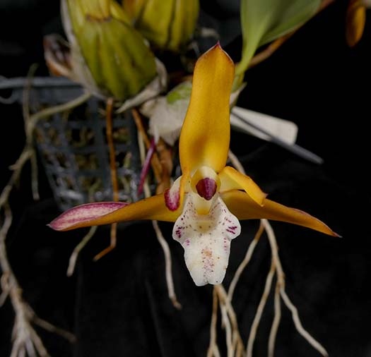 Southern California Orchid Species Society 05-23