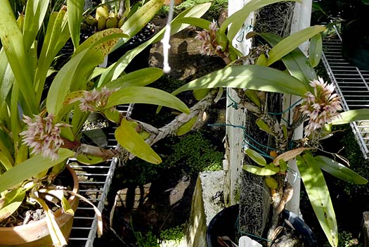 Southern California Orchid Species Society 05-23