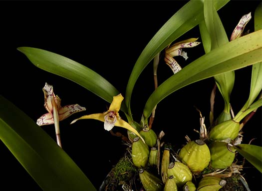 Southern California Orchid Species Society 05-23