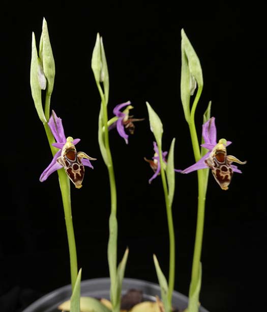 Southern California Orchid Species Society 05-23