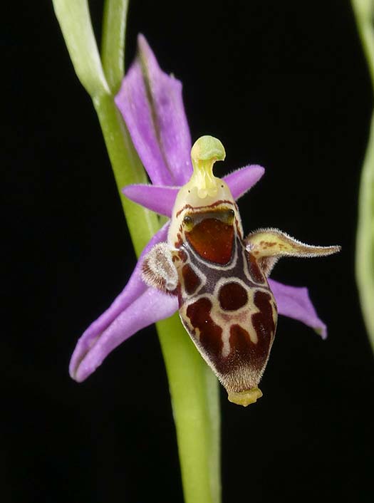 Southern California Orchid Species Society 05-23