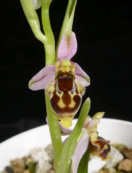Southern California Orchid Species Society 05-23