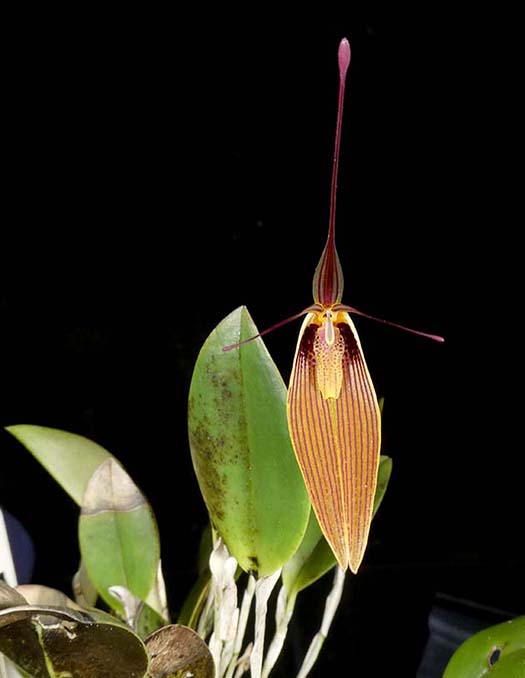 Southern California Orchid Species Society 05-23