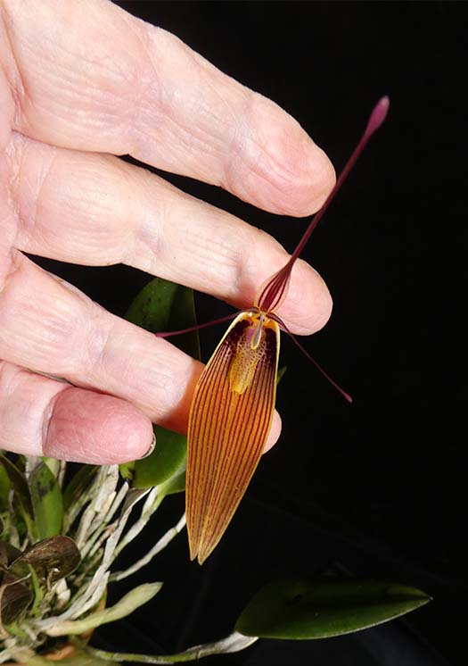 Southern California Orchid Species Society 05-23