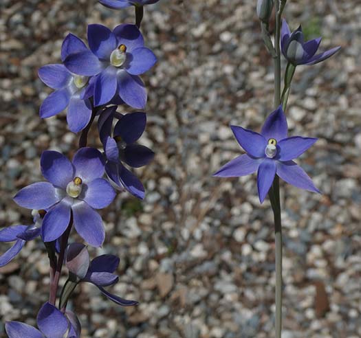 Southern California Orchid Species Society 05-23