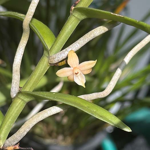 Southern California Orchid Species Society 05-23