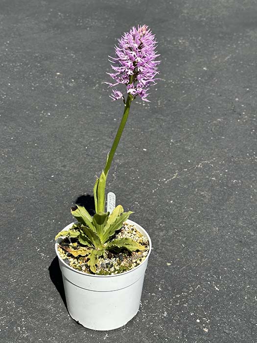 Southern California Orchid Species Society 05-23