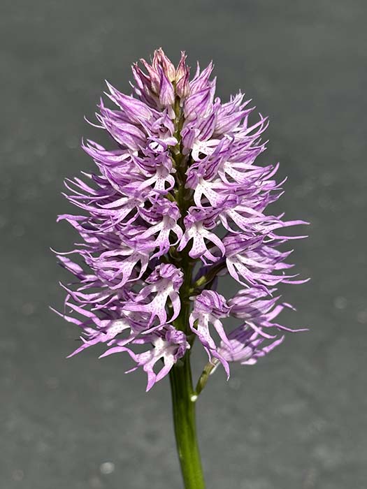 Southern California Orchid Species Society 05-23