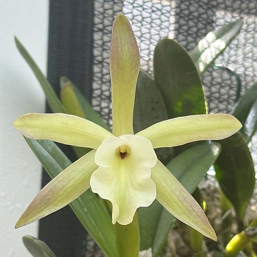 Southern California Orchid Species Society 05-23