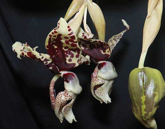 Southern California Orchid Species Society 09-23