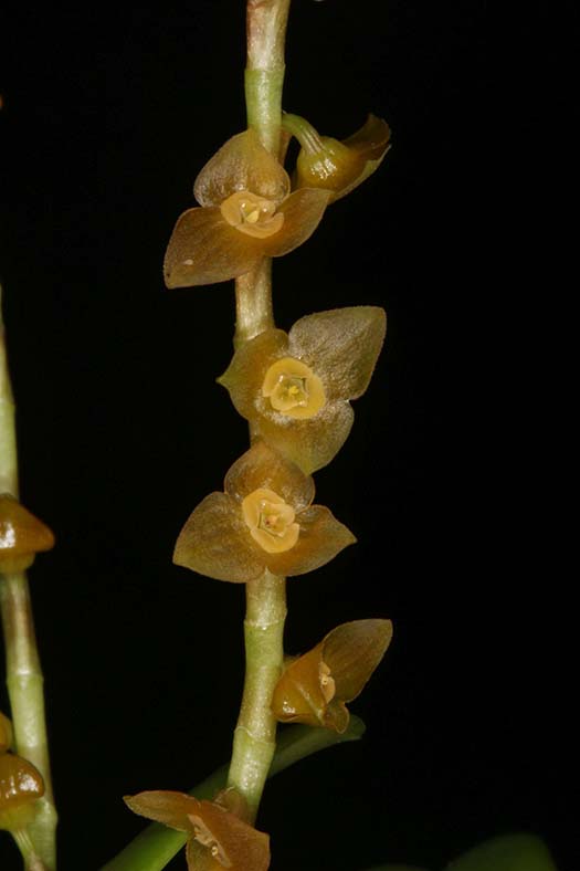 Southern California Orchid Species Society 09-23