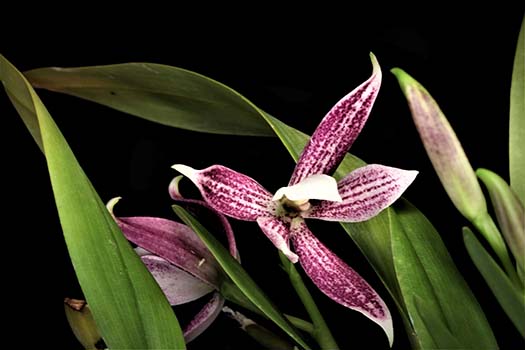 Southern California Orchid Species Society 09-23