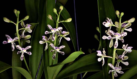 Southern California Orchid Species Society 09-23