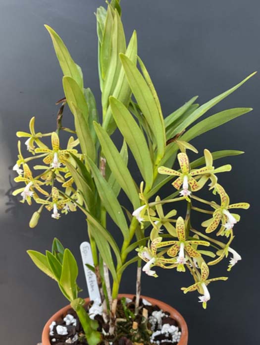 Southern California Orchid Species Society 09-23