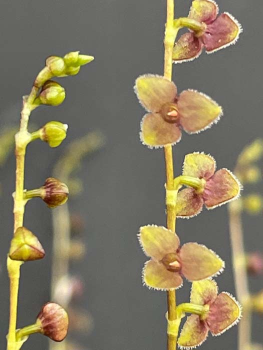 Southern California Orchid Species Society 09-23