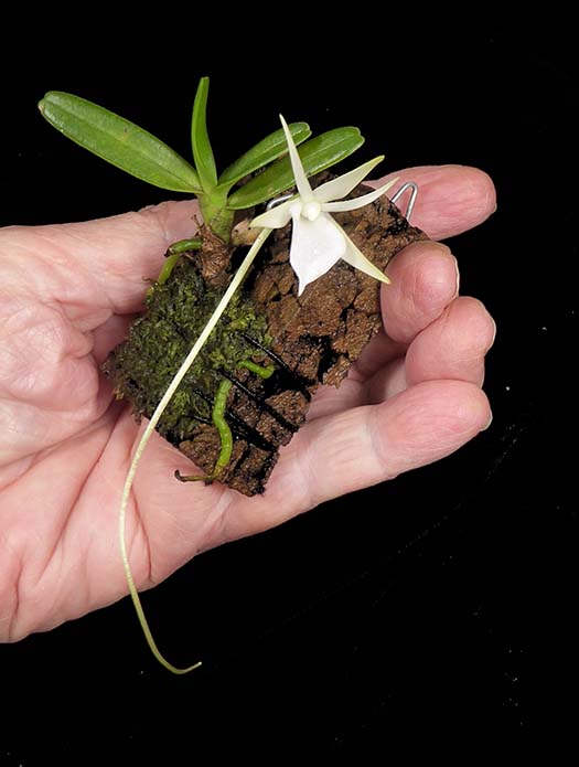 Southern California Orchid Species Society 09-23