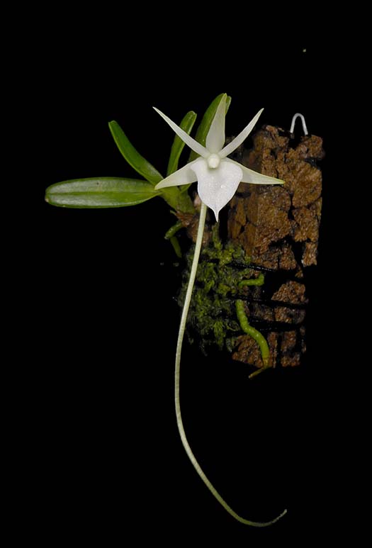 Southern California Orchid Species Society 09-23