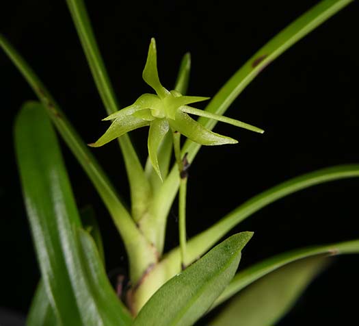 Southern California Orchid Species Society 09-23