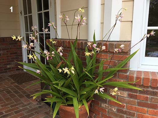 Southern California Orchid Species Society 09-23