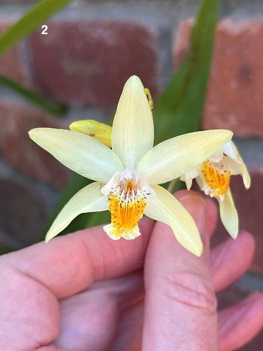 Southern California Orchid Species Society 09-23