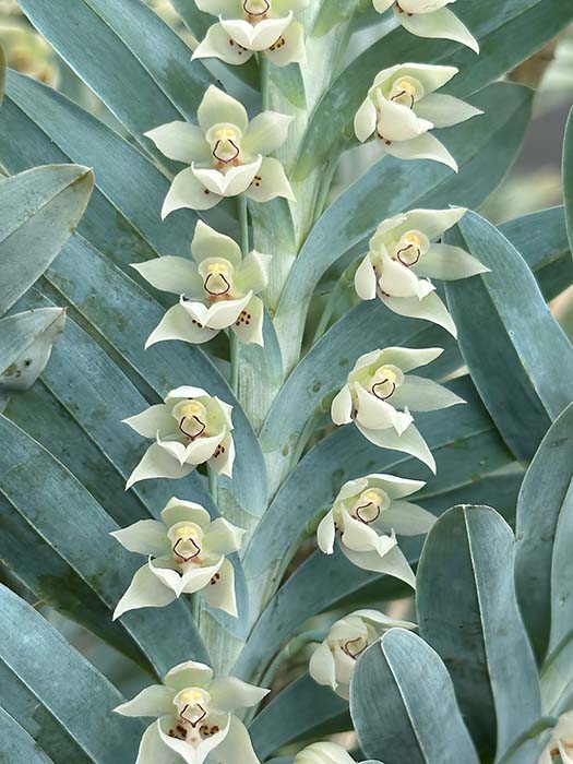 Southern California Orchid Species Society 09-23