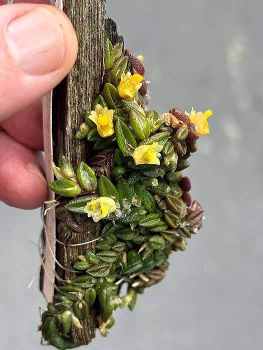 Southern California Orchid Species Society 09-23