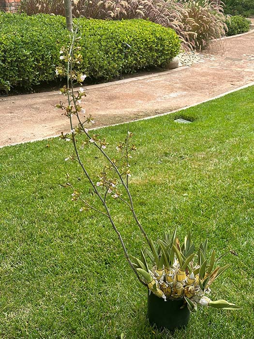 Southern California Orchid Species Society 09-23