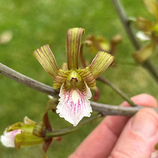 Southern California Orchid Species Society 09-23