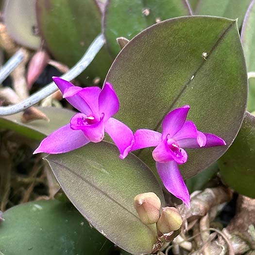 Southern California Orchid Species Society 09-23