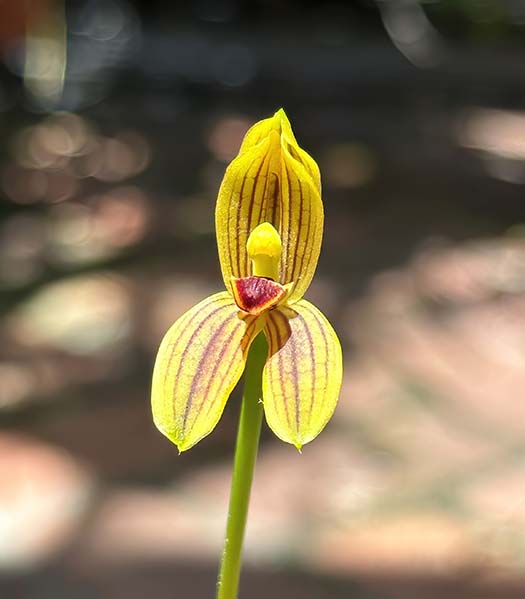 Southern California Orchid Species Society 09-23