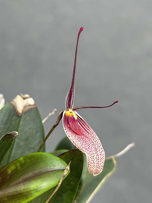Southern California Orchid Species Society 09-23
