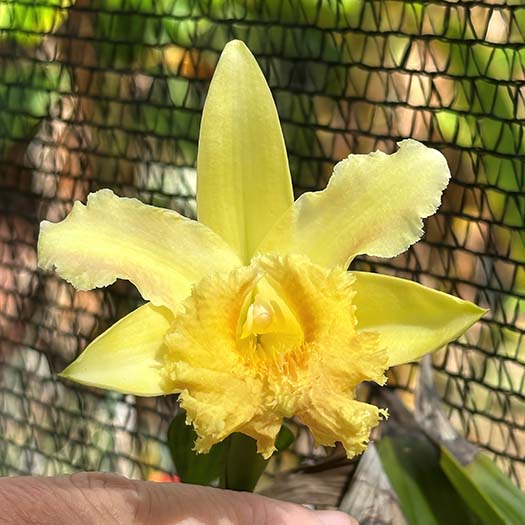Southern California Orchid Species Society 09-23