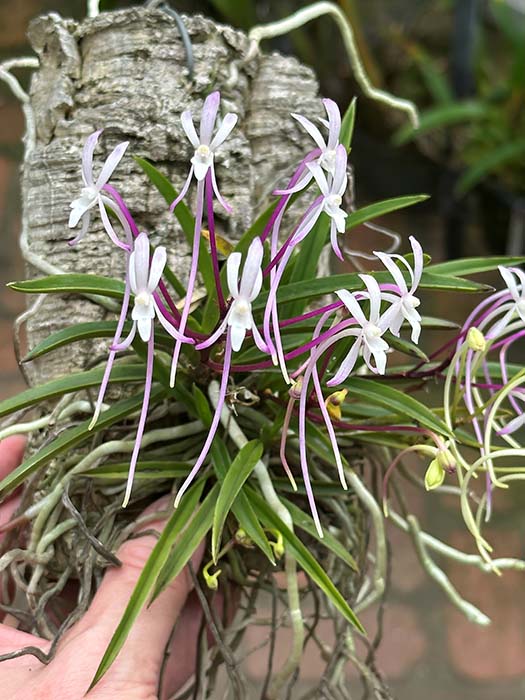 Southern California Orchid Species Society 09-23
