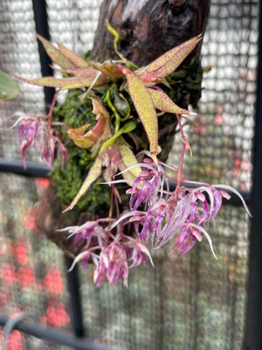 Southern California Orchid Species Society