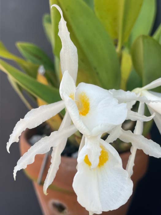 Southern California Orchid Species Society
