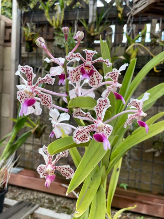 Southern California Orchid Species Society