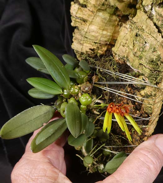 Southern California Orchid Species Society
