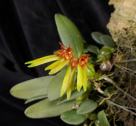 Southern California Orchid Species Society