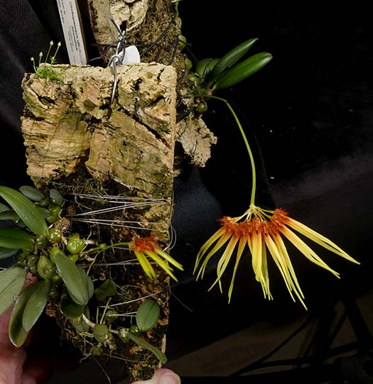 Southern California Orchid Species Society