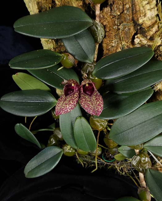 Southern California Orchid Species Society