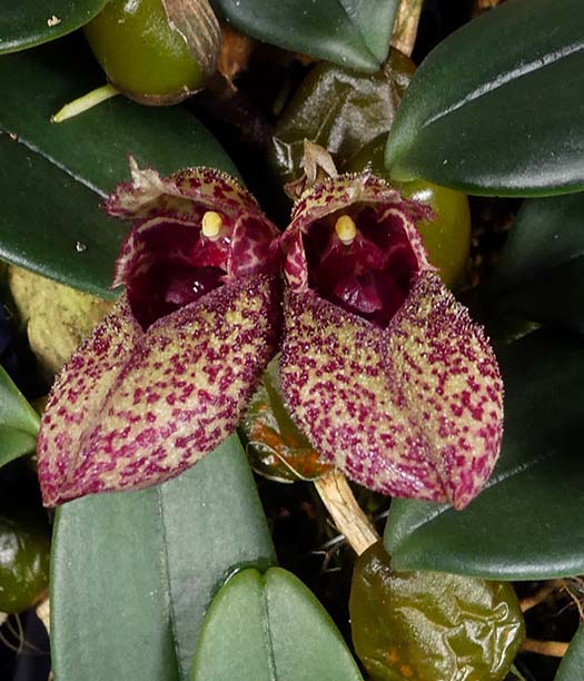 Southern California Orchid Species Society