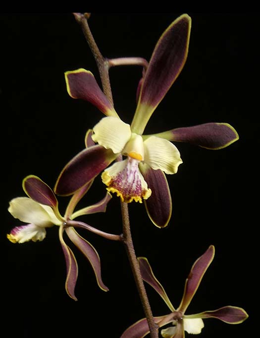 Southern California Orchid Species Society