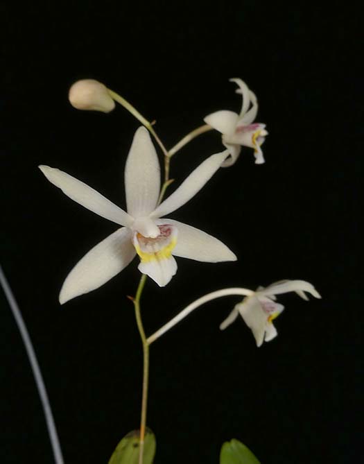 Southern California Orchid Species Society