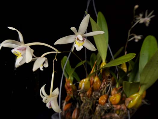 Southern California Orchid Species Society