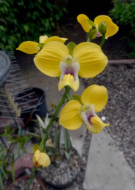 Southern California Orchid Species Society