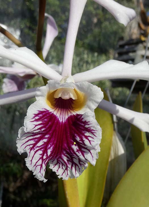 Southern California Orchid Species Society