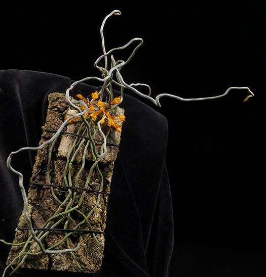 Southern California Orchid Species Society