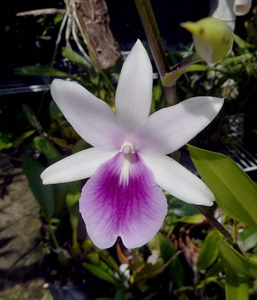 Southern California Orchid Species Society